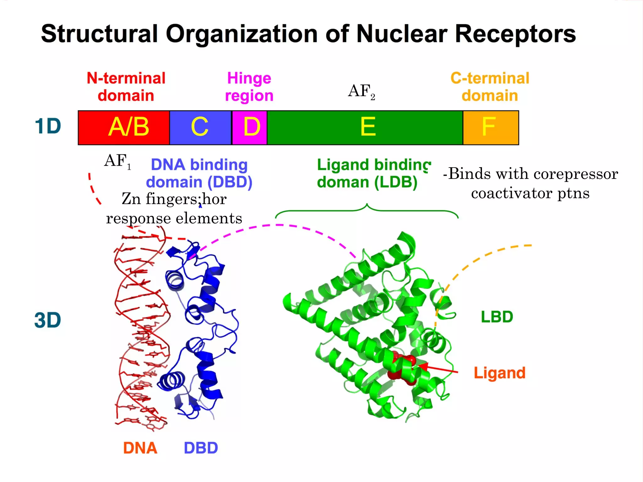 Drug receptors in pharmacology | PPT