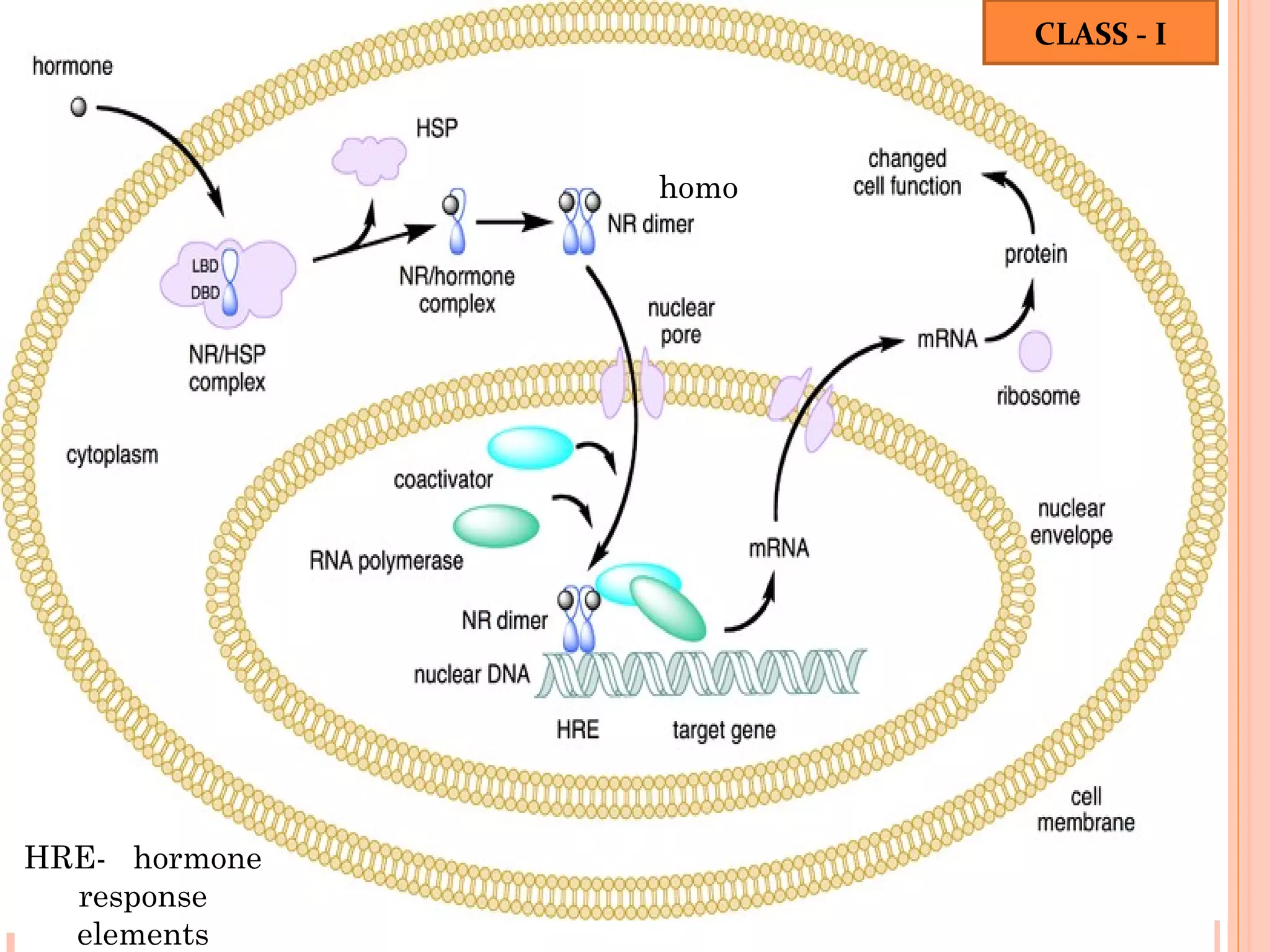 Drug receptors in pharmacology | PPT