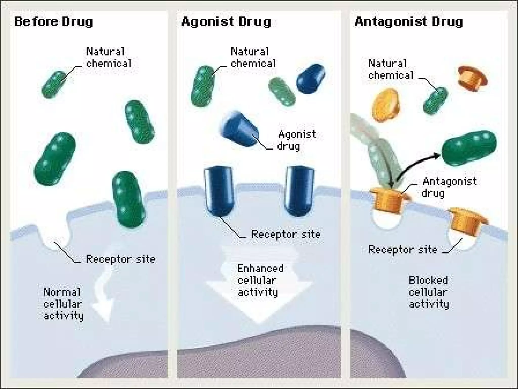 Drug Receptors In Pharmacology Ppt