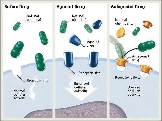Drug receptors in pharmacology | PPT | Endocrine and Metabolic Diseases ...