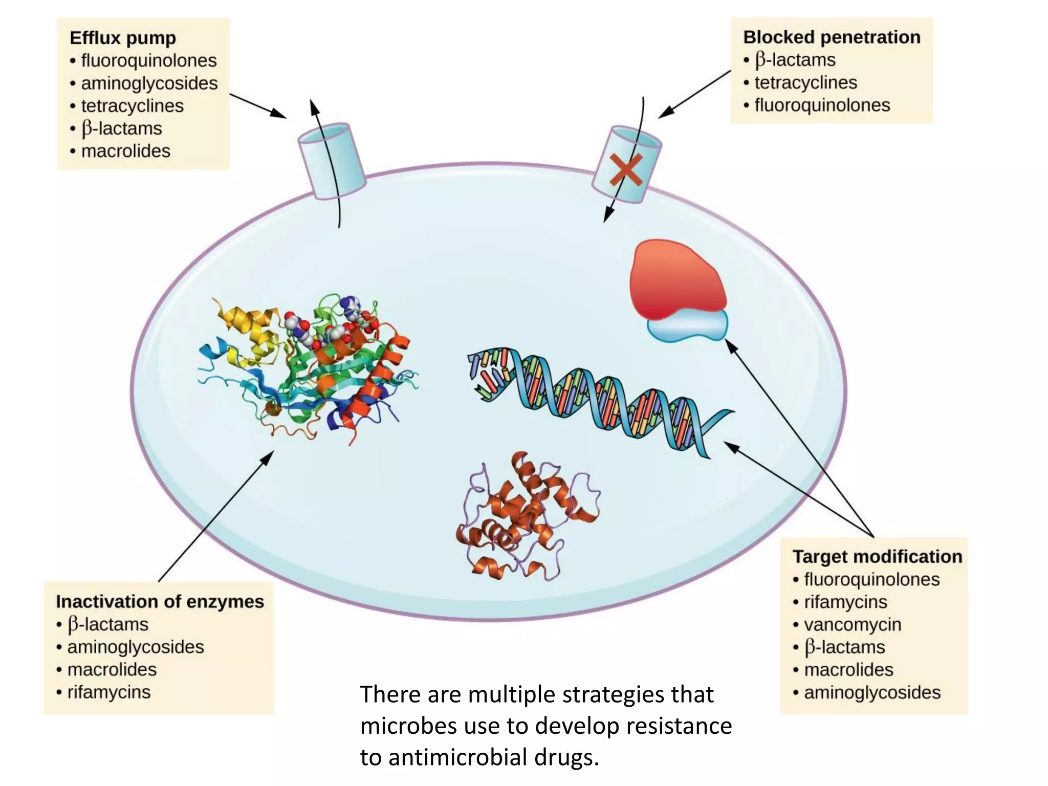 Drug resistance and multiple drug therapy-by Dr.Jibachha Sah | PPT