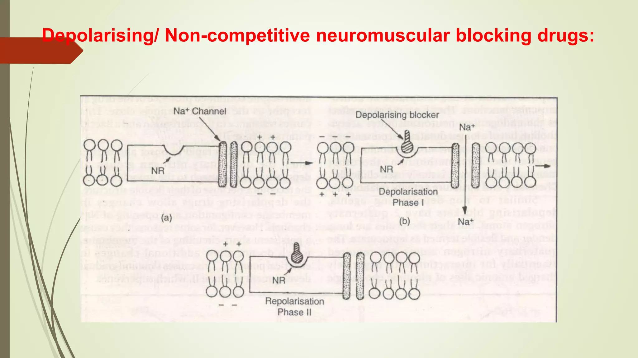 Drugs-acting-on-somatic-nervous-system.pptx | Brain and Nervous System ...