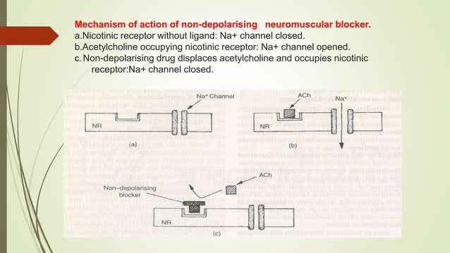 Drugs-acting-on-somatic-nervous-system.pptx | Brain and Nervous System ...