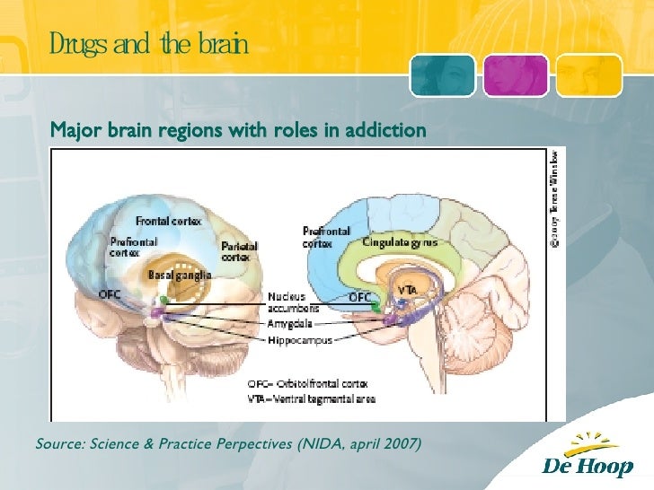 Drugs And The Brain 2