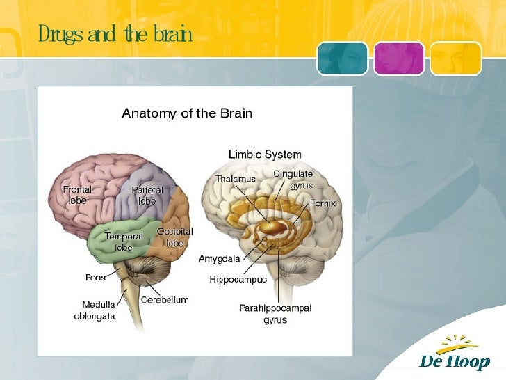 Drugs And The Brain 2