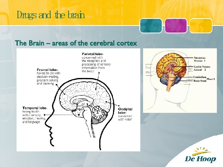 Drugs And The Brain (2)