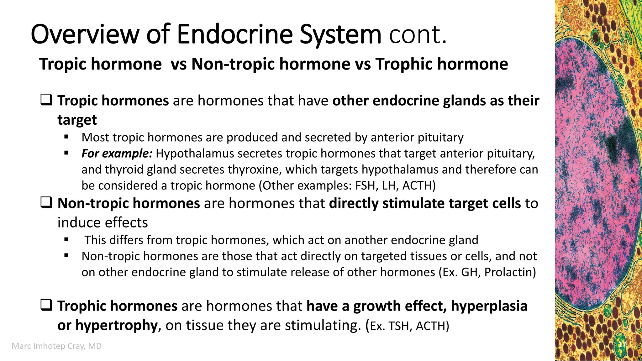 Drugs Used in Disorders of the Endocrine System, Lectures 1 through 6 | PDF