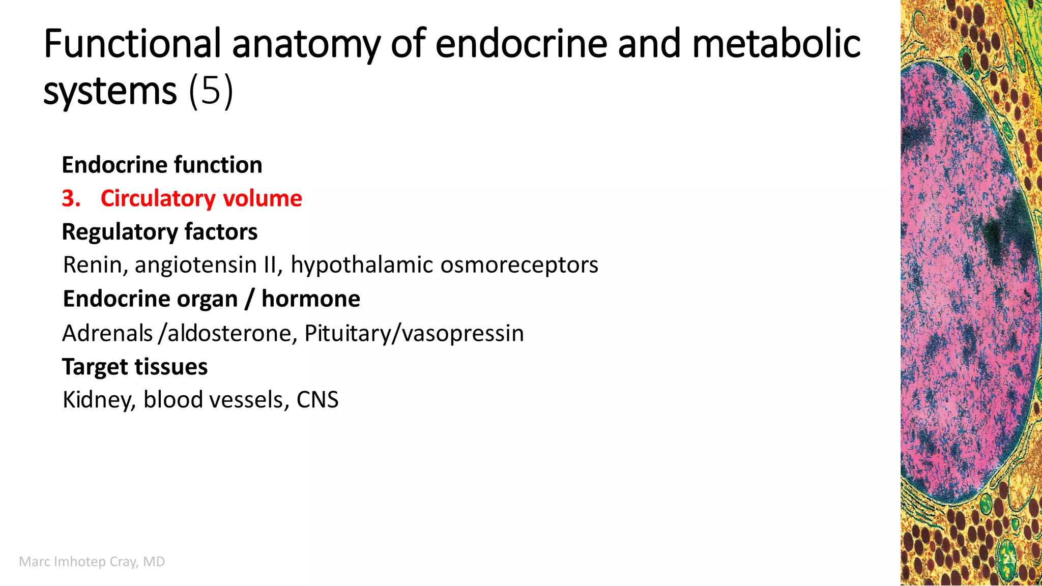Drugs Used in Disorders of the Endocrine System, Lectures 1 through 6 | PDF