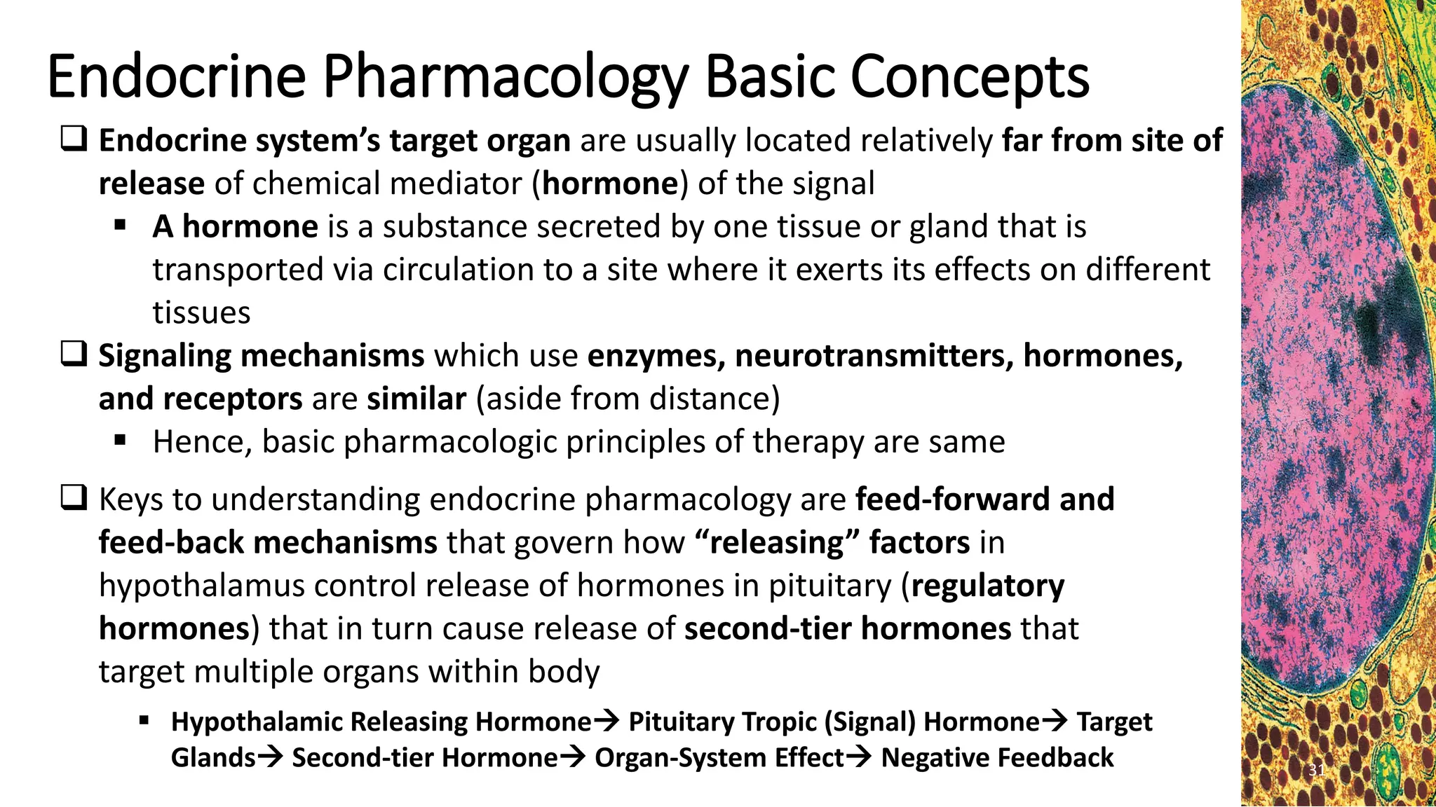 Drugs Used in Disorders of the Endocrine System, Lectures 1 through 6 | PDF