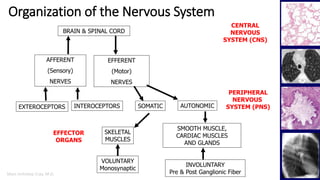 Drugs used in disorders of the respiratory system | PDF