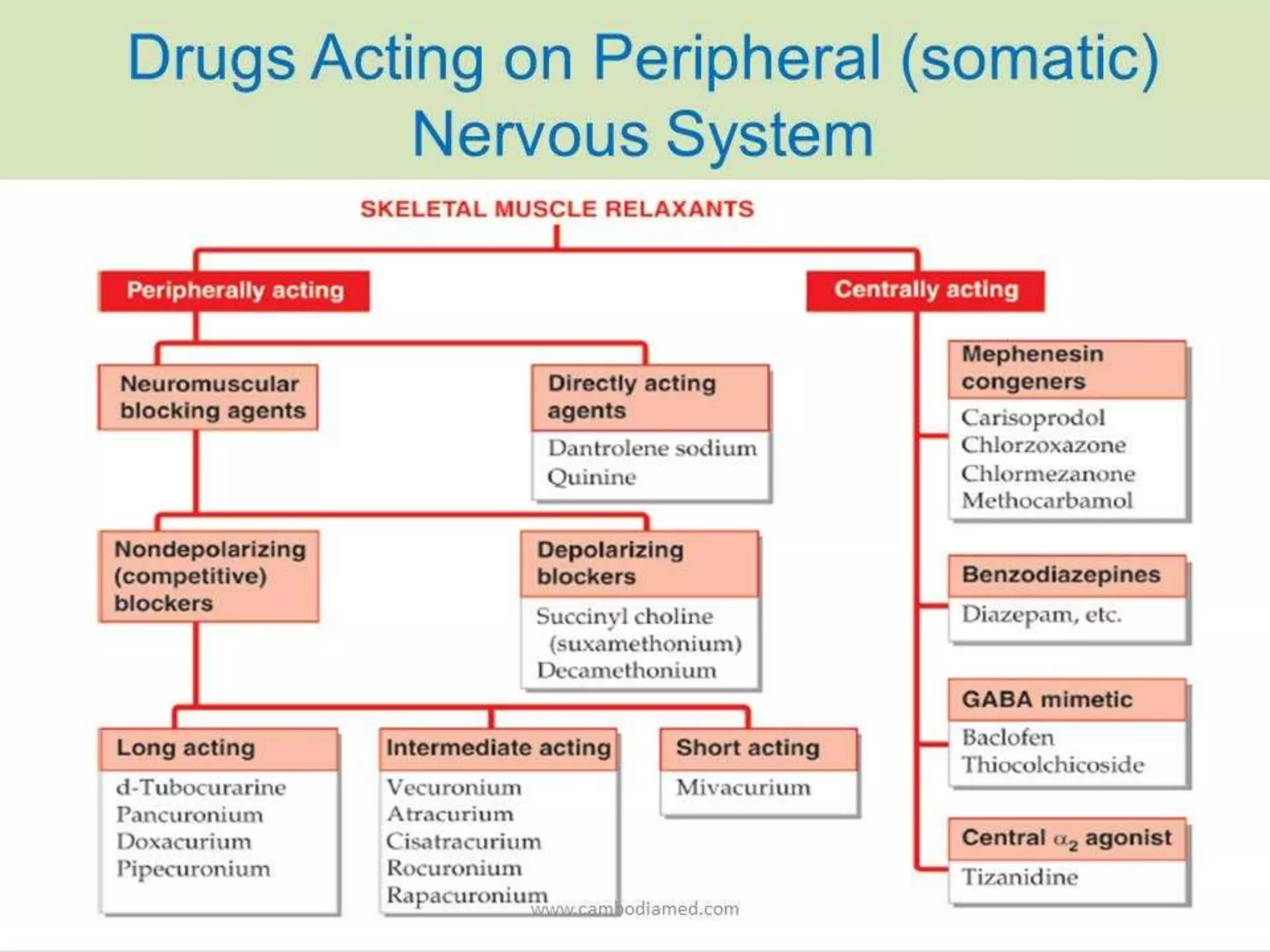 Drugs acting on Autonomic Nervous system | PPT