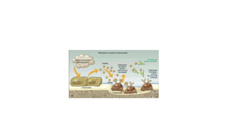 Drugs acting on bone | PDF