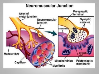 Drugs acting on neuromuscular junnction and Muscle Relaxants | PPTX