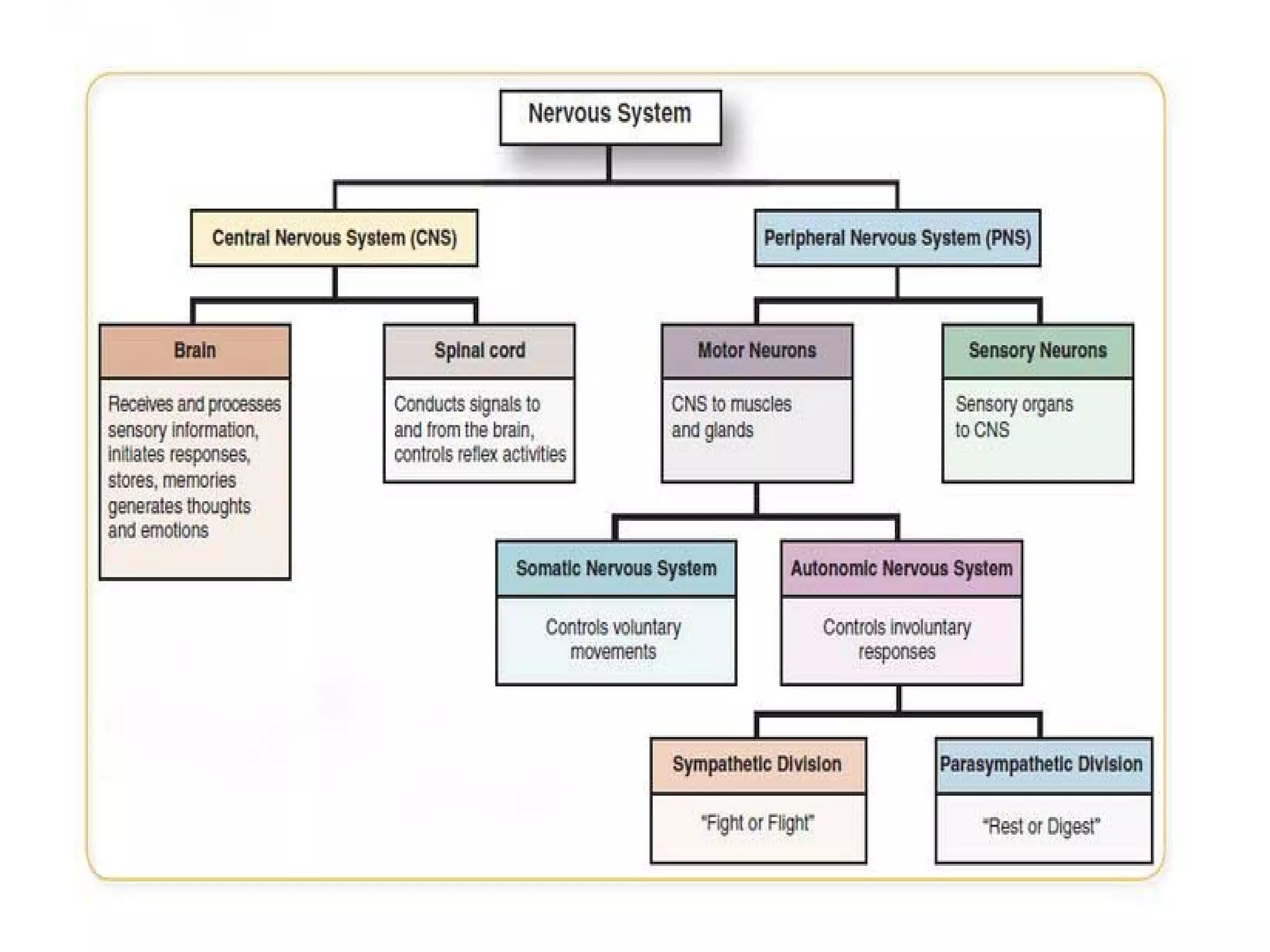 Drugs acting on PNS | PPT