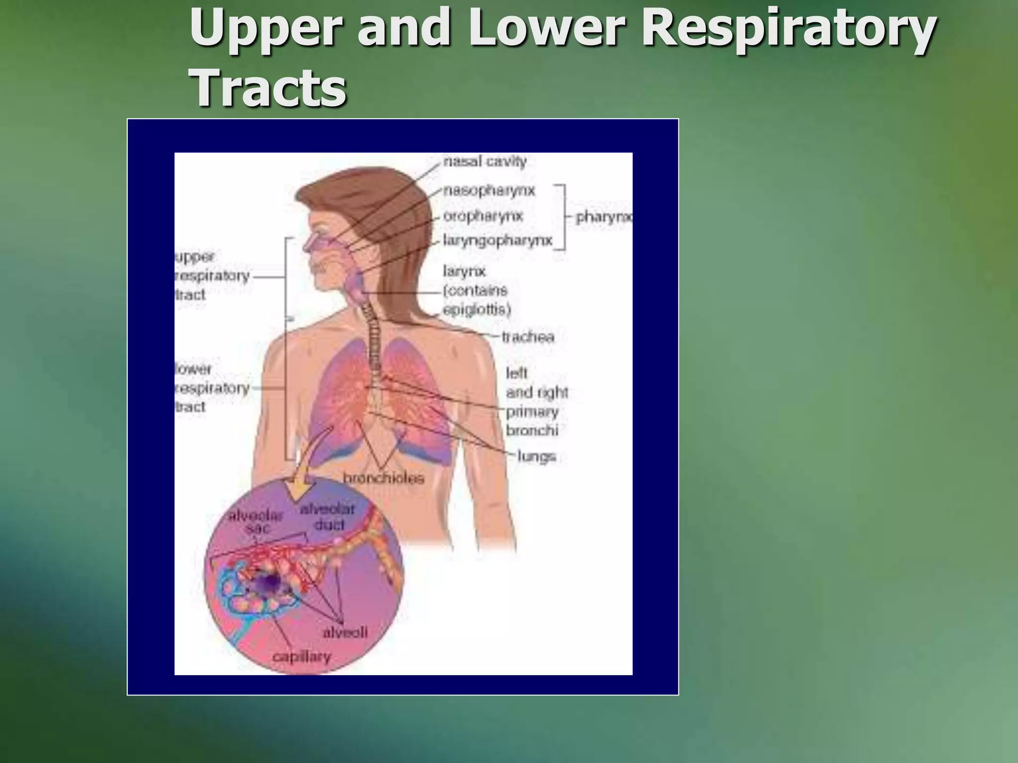 Drugs acting on respiratory system | PPT