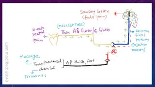 Drugs acting on skin and mucous membranes | PPTX