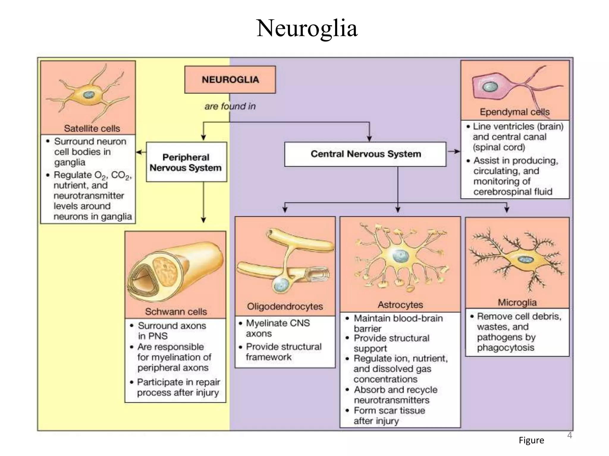 Drugs acting on the cns | PPTX