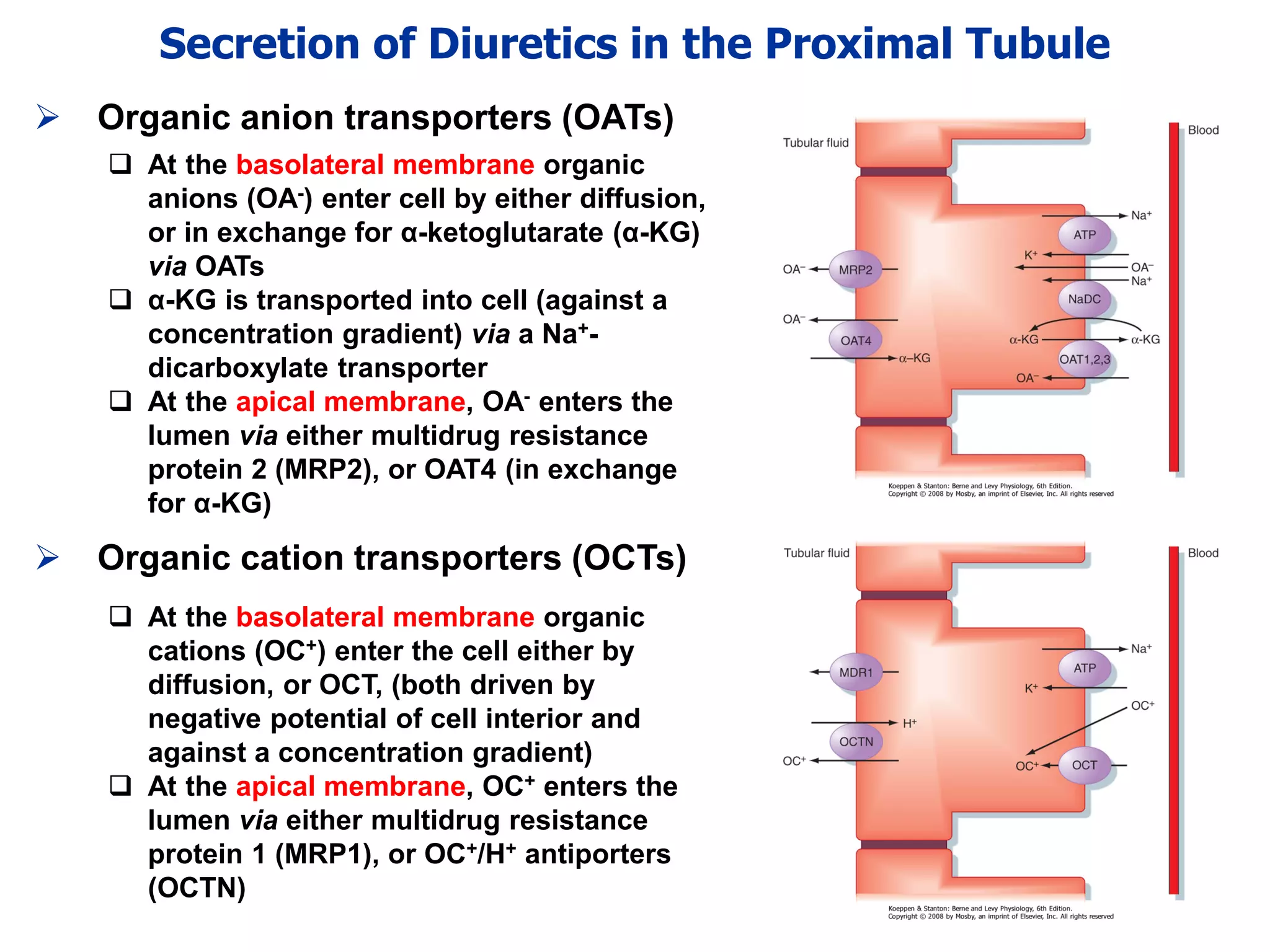 Drugs acting on the kidney lectures 1 and 2 | PDF