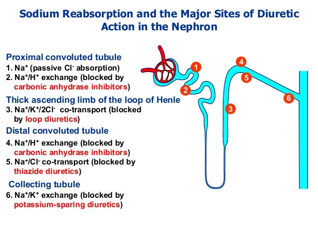 Drugs acting on the kidney lectures 1 and 2