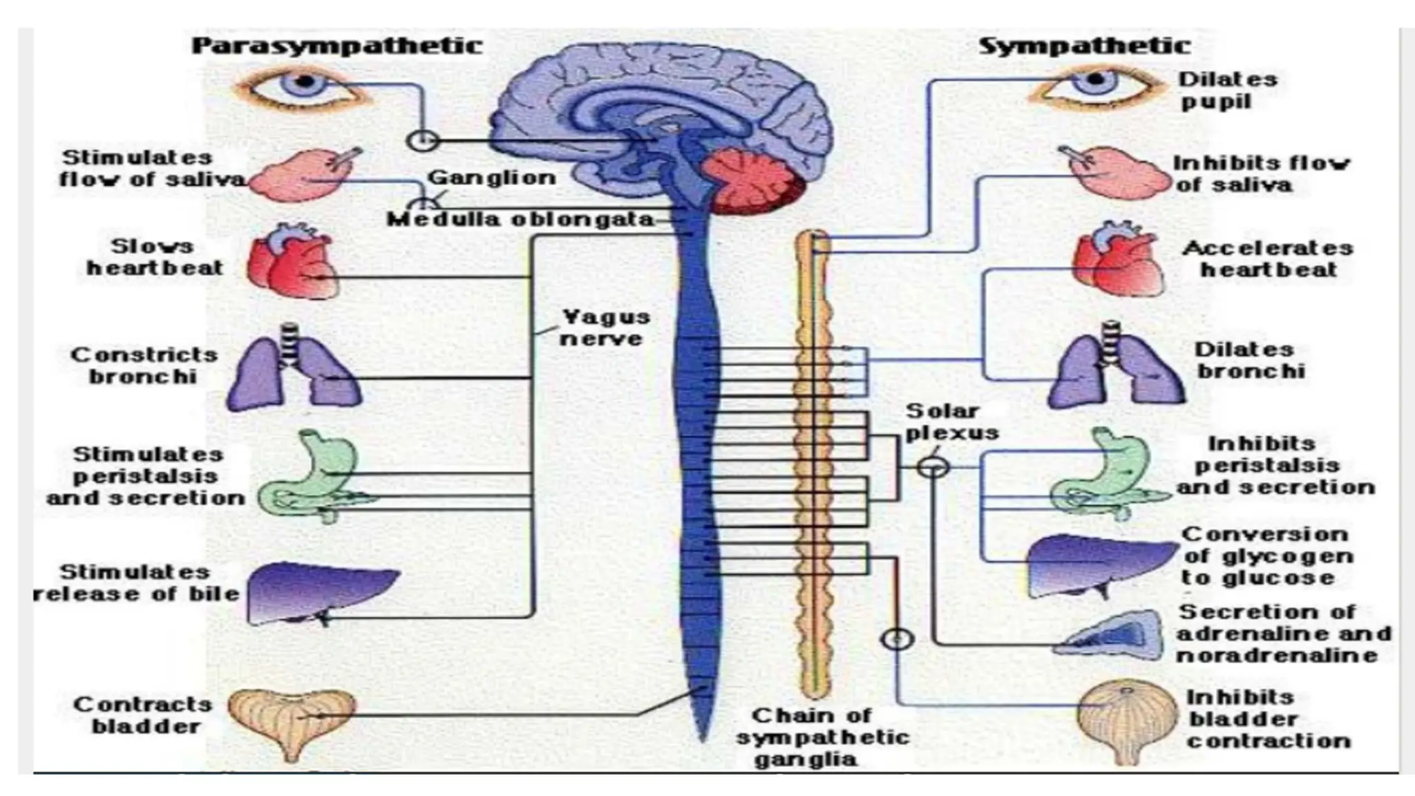 Drugs affecting Autonomic Nervous System (ANS).pptx