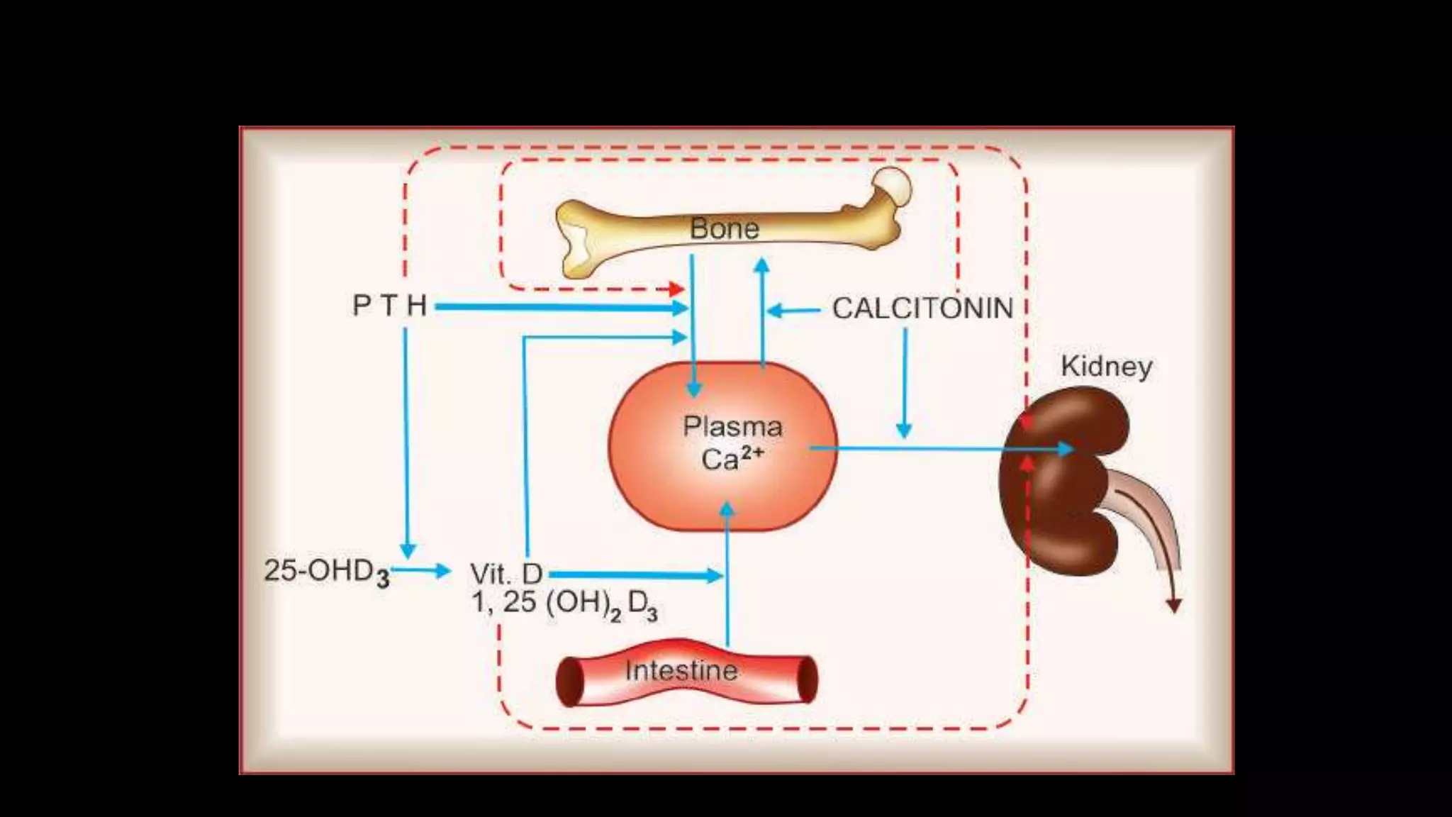 Drugs affecting calcium balance | PPTX