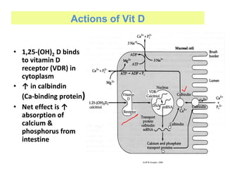 Drugs affecting calcium balance | PDF