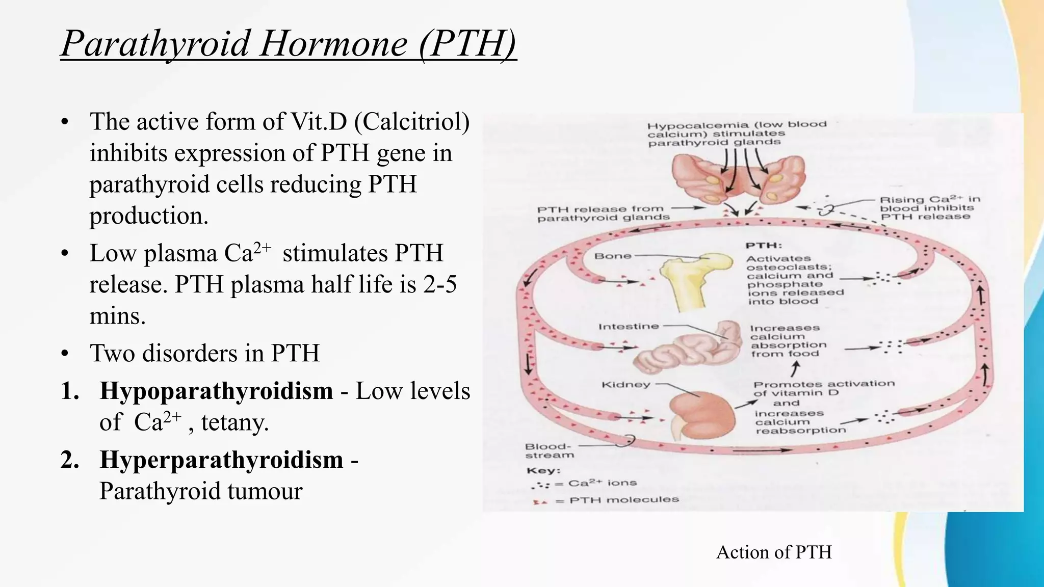 Drugs Affecting Calcium Regulation | Calcium | Calcium Homeostasis | PPTX