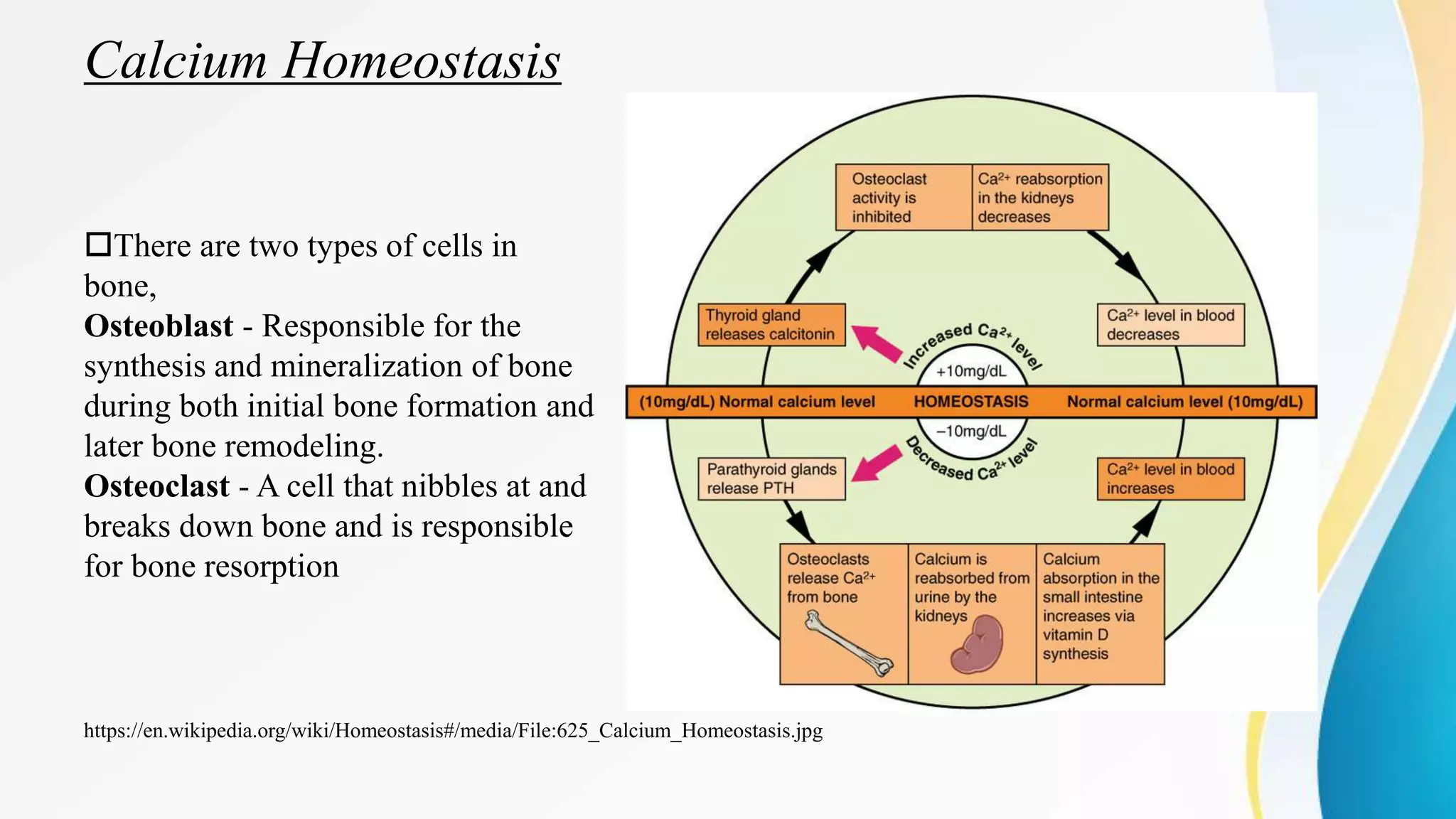 Drugs Affecting Calcium Regulation | Calcium | Calcium Homeostasis | PPTX