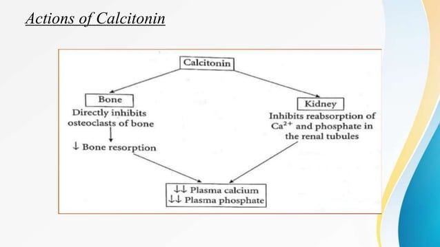 Drugs Affecting Calcium Regulation | Calcium | Calcium Homeostasis ...