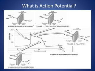 Drugs affecting cardiac action potential | PPTX