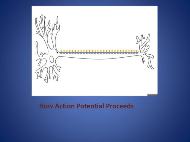 Drugs affecting cardiac action potential | PPTX | Heart and ...