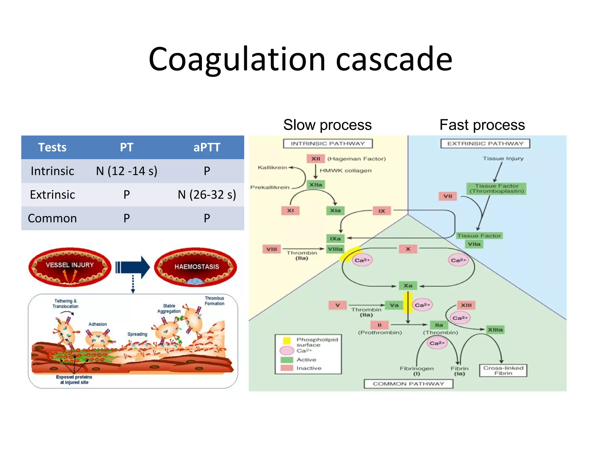 Drugs affecting coagulation and anticoagulants | PPT