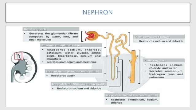 Drugs affecting renal excretory function | PPT