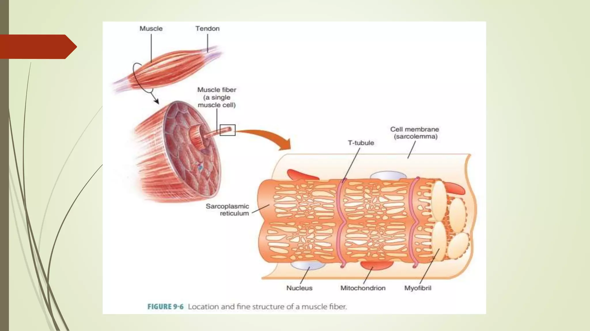 DRUGS AFFECTING SKELETAL MUSCLES.pptx