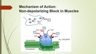 DRUGS AFFECTING SKELETAL MUSCLES.pptx