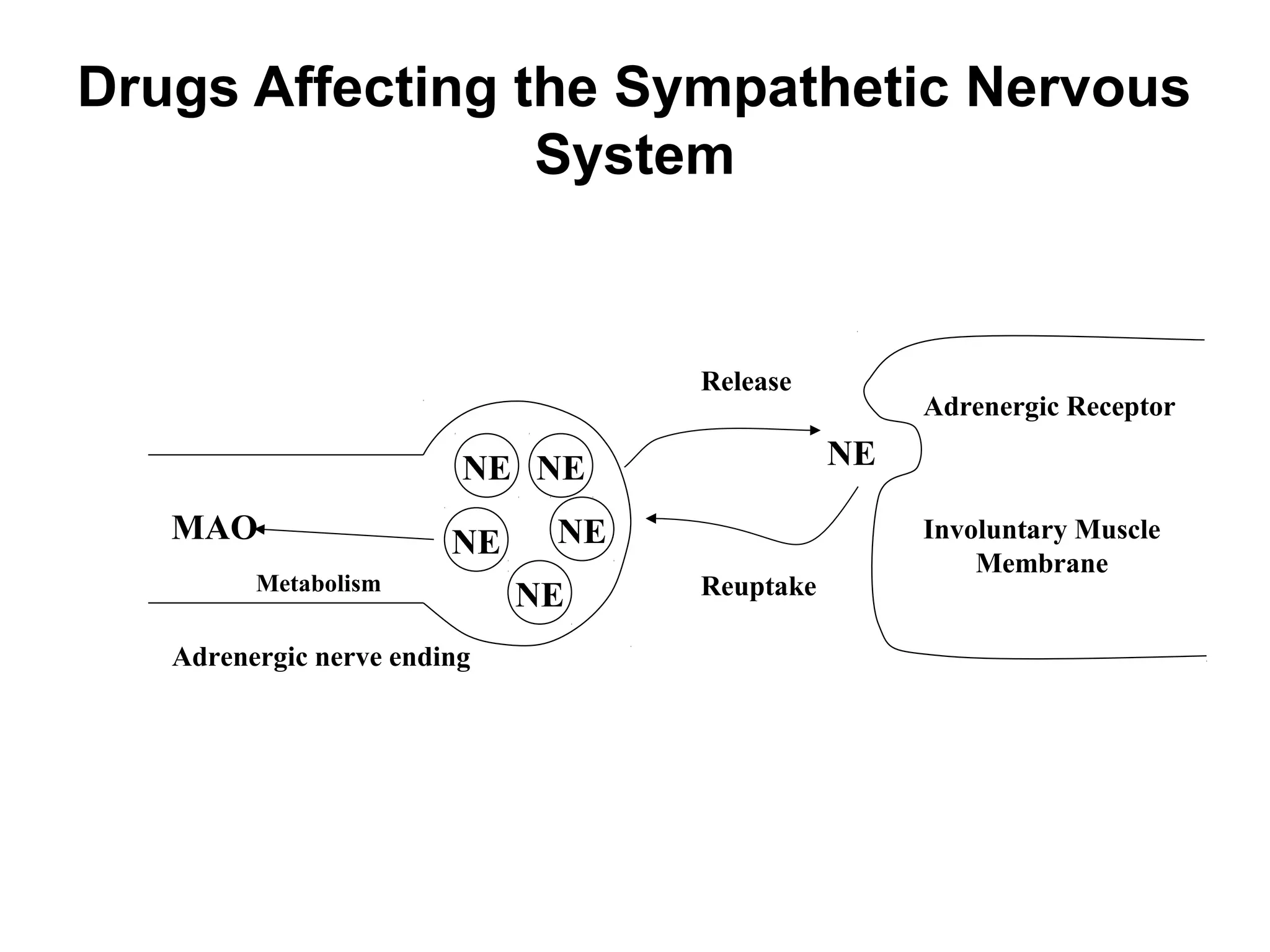 Drugs affecting the_sympathetic_nervous_system | PPT