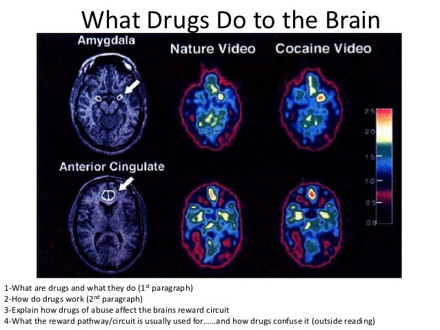 Drugs and the brain
