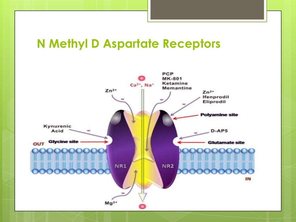 N Methyl D Aspartate Receptors
