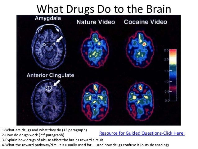 Drugs and the brain for student use-updated