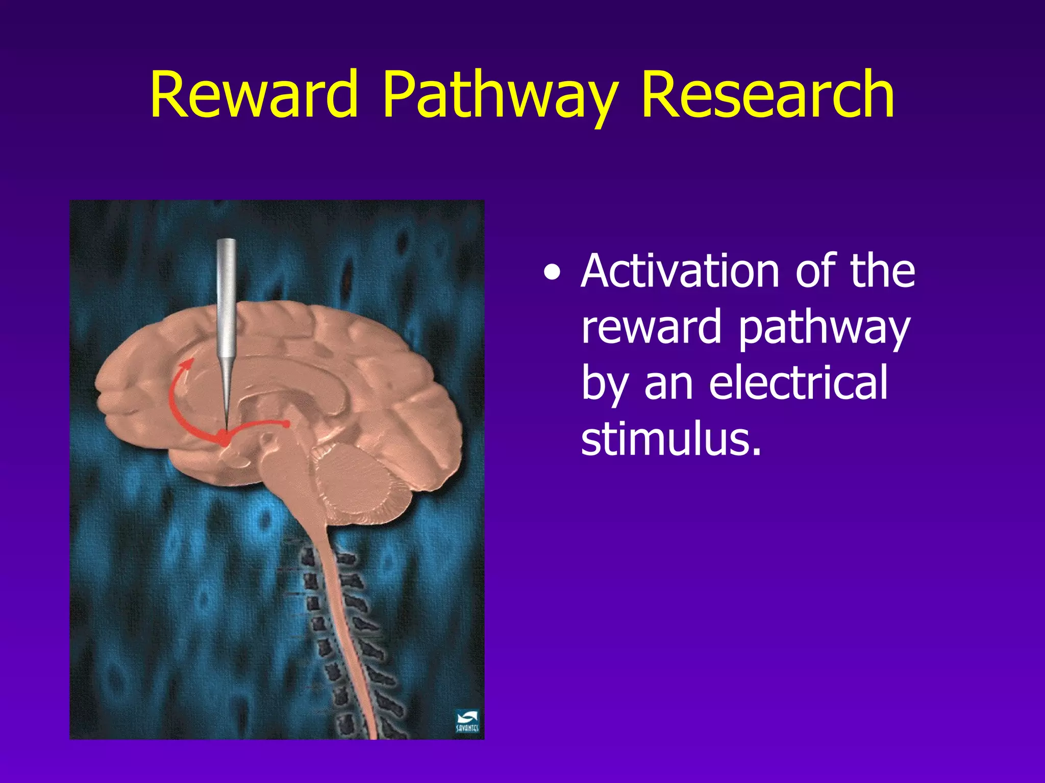 Drugsandthe Brain Part2 Addiction | PPT