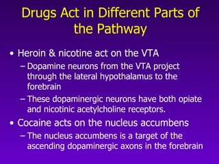 Drugsandthe Brain Part2 Addiction | PPT