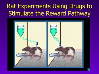 Drugsandthe Brain Part2 Addiction | PPT