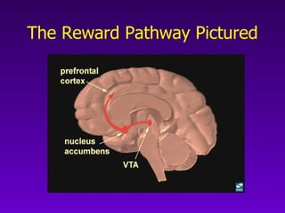 Drugsandthe Brain Part2 Addiction | PPT
