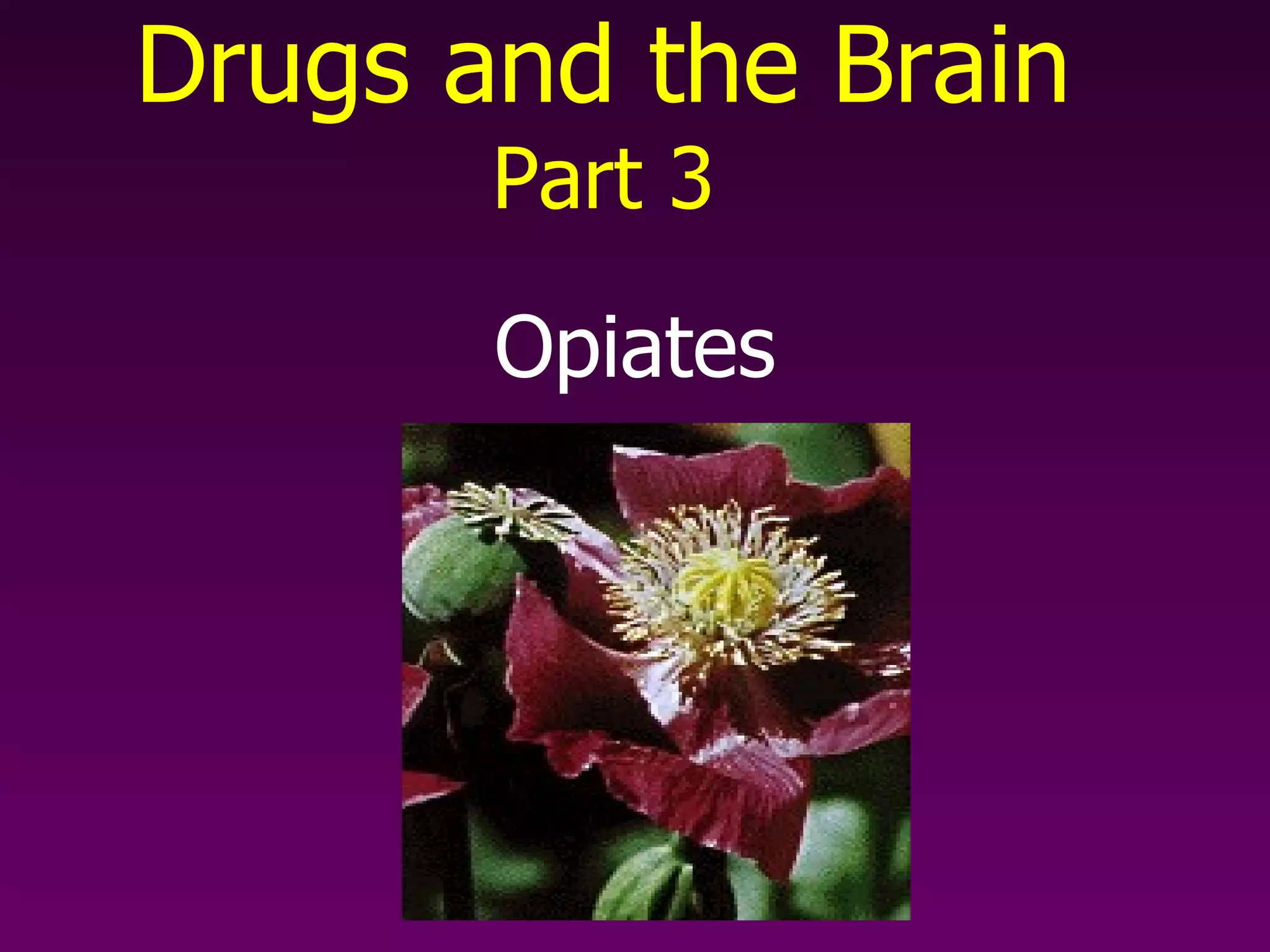 Drugsandthe Brain Part3 Opiates | PPT