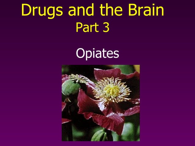 Drugsandthe Brain Part3 Opiates | PPT