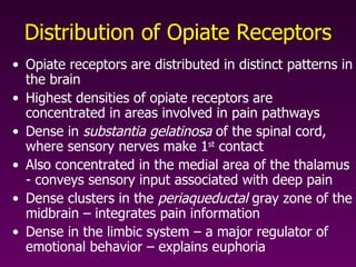 Drugsandthe Brain Part3 Opiates | PPT
