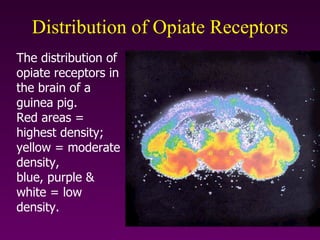 Drugsandthe Brain Part3 Opiates | PPT
