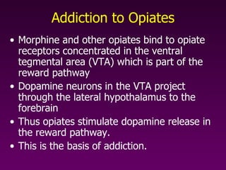 Drugsandthe Brain Part3 Opiates | PPT
