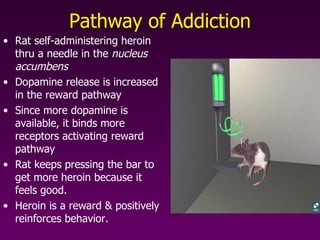 Drugsandthe Brain Part3 Opiates | PPT