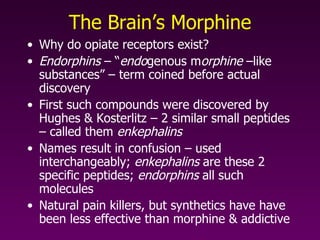 Drugsandthe Brain Part3 Opiates | PPT